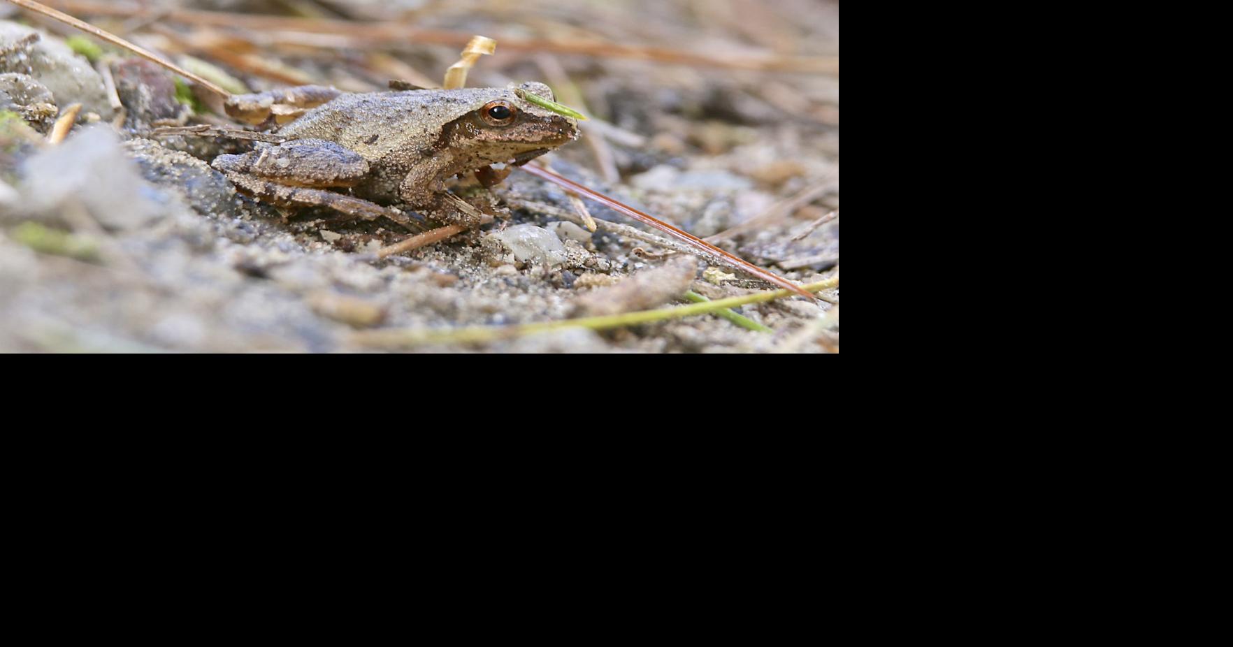 Dear Naturalist: Diabetic, frozen — frogs in winter | Columns ...