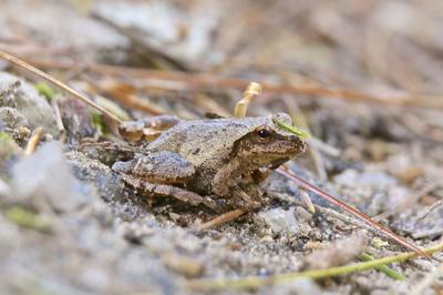 Dear Naturalist: Diabetic, frozen — frogs in winter | Columns ...