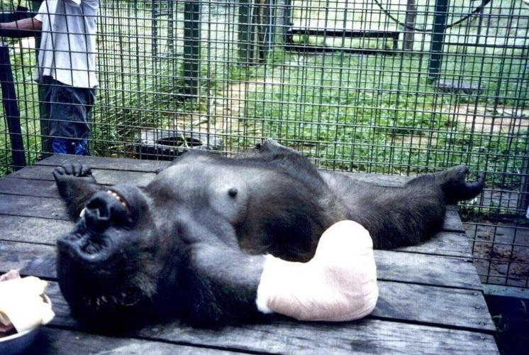 Rescued gorilla with one arm becomes mom | National | wataugademocrat.com