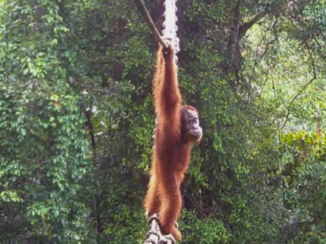 Orangutan uses canopy bridge to cross road in ‘world-first ...