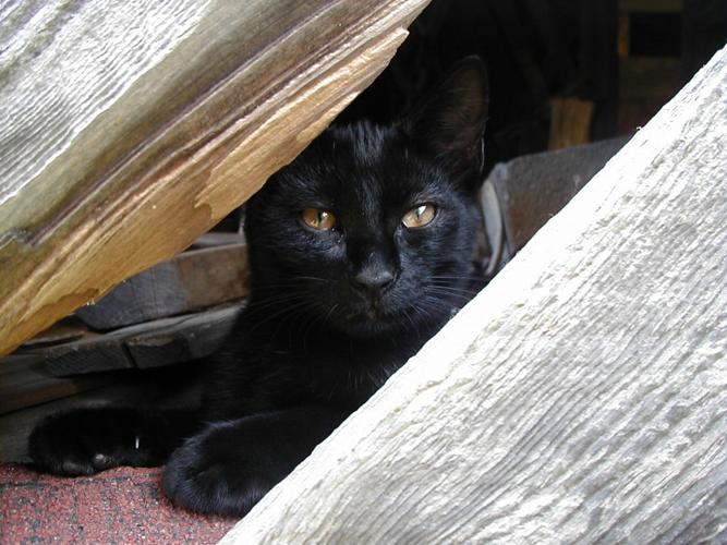 Maria Santomasso-Hyde to host book launch party at Alta Vista Gallery ...