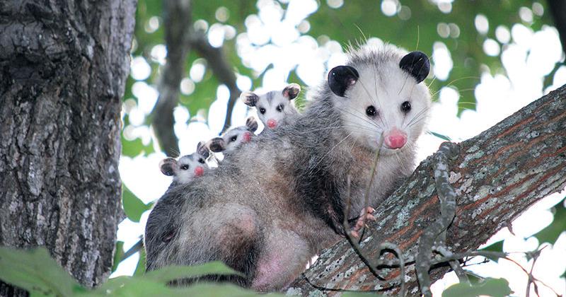 The Possum Chronicles | All About Women Magazine | wataugademocrat.com