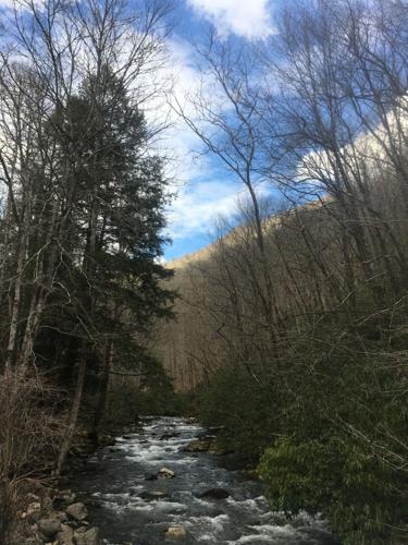 Hemlock Restoration Initiative fights pest to preserve High Country ...