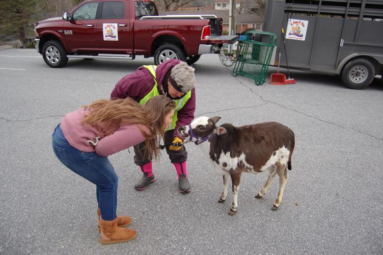 Petting zoo a hit at the Easter festival | Blowing Rocket ...