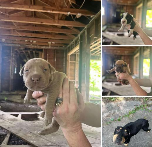 Recent puppy rescue highlights groundwork of Partners Canines | Local ...