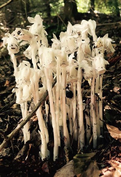 Dear Naturalist: The Indian pipe of the Heath family | Mountain Times ...