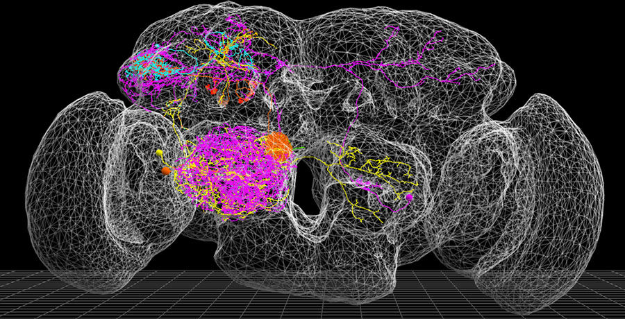 Tiny brains, big data: App State-led project aims to prepare the ...