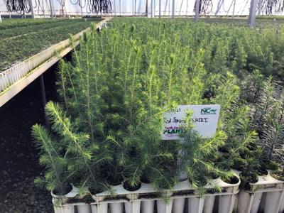 N.C. Forest Service tree seedlings go on sale July 1 | NC News ...