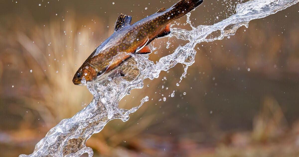 NCWRC releases 2026 public mountain trout waters stocking schedule ...