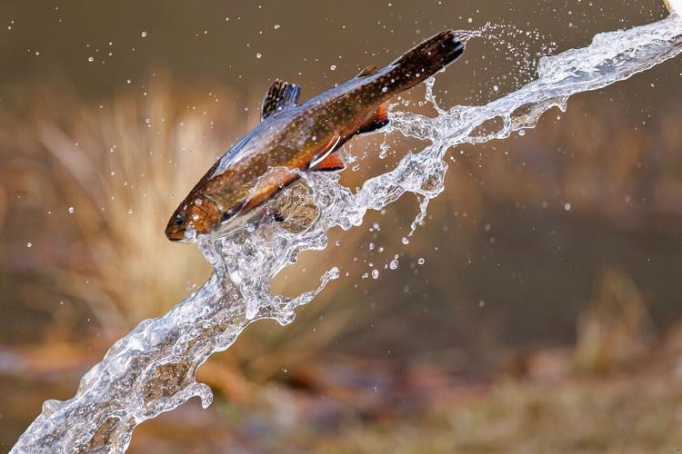 NCWRC releases 2026 public mountain trout waters stocking schedule ...