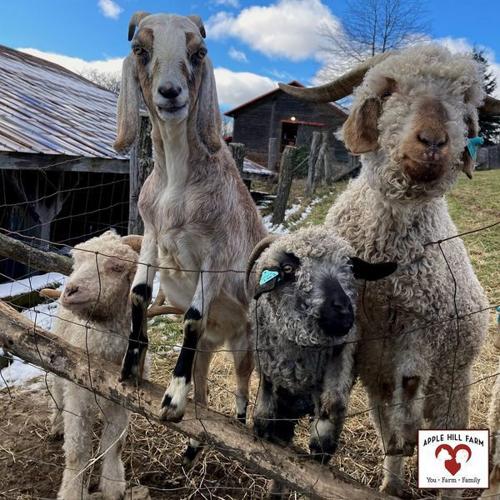 Apple Hill Farm finalist for Small Farmer of the Year Award | Mountain ...