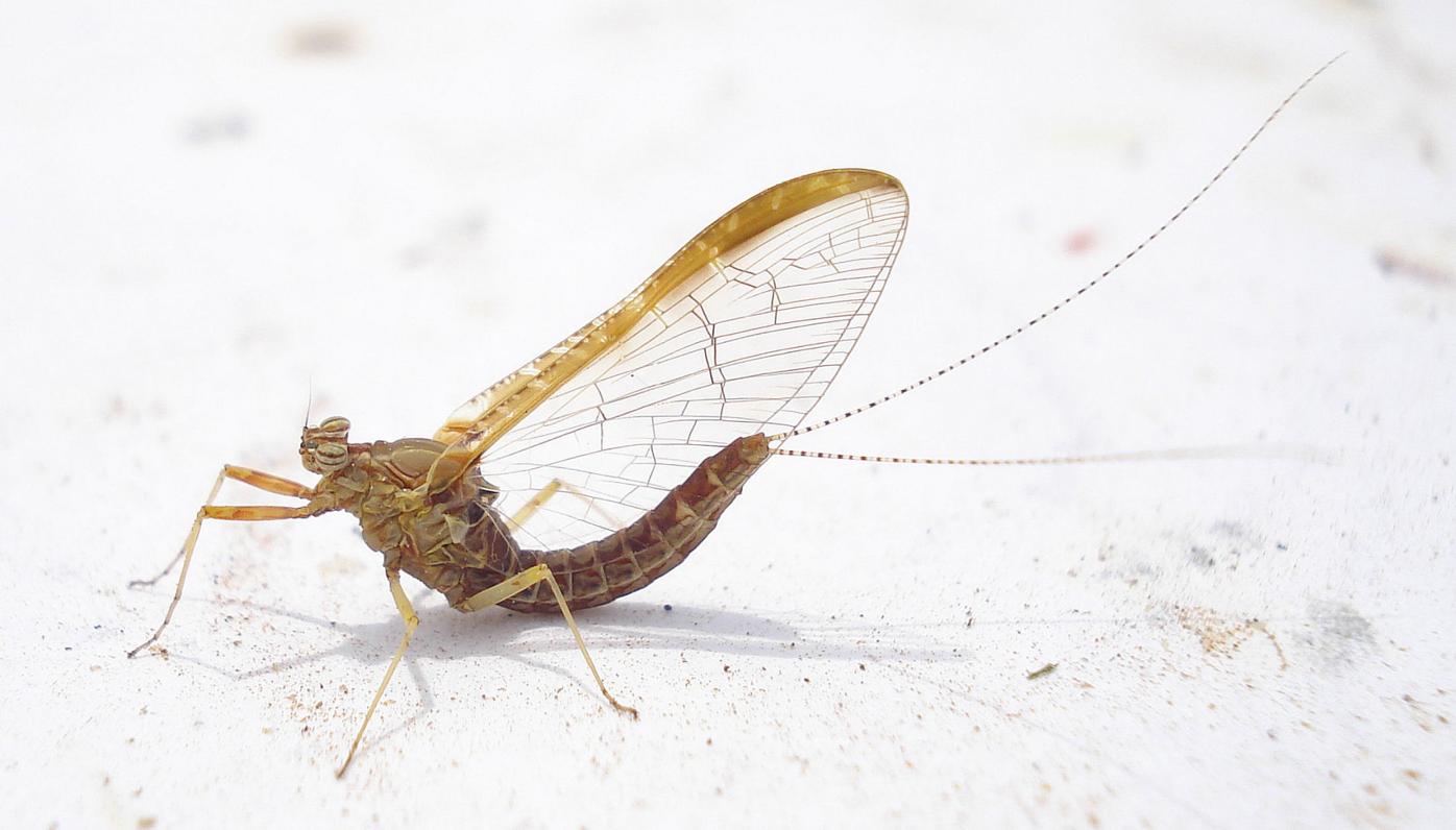the mayfly insect