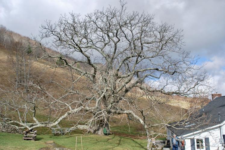 Century-old butternut tree claims national champion status in Watauga ...