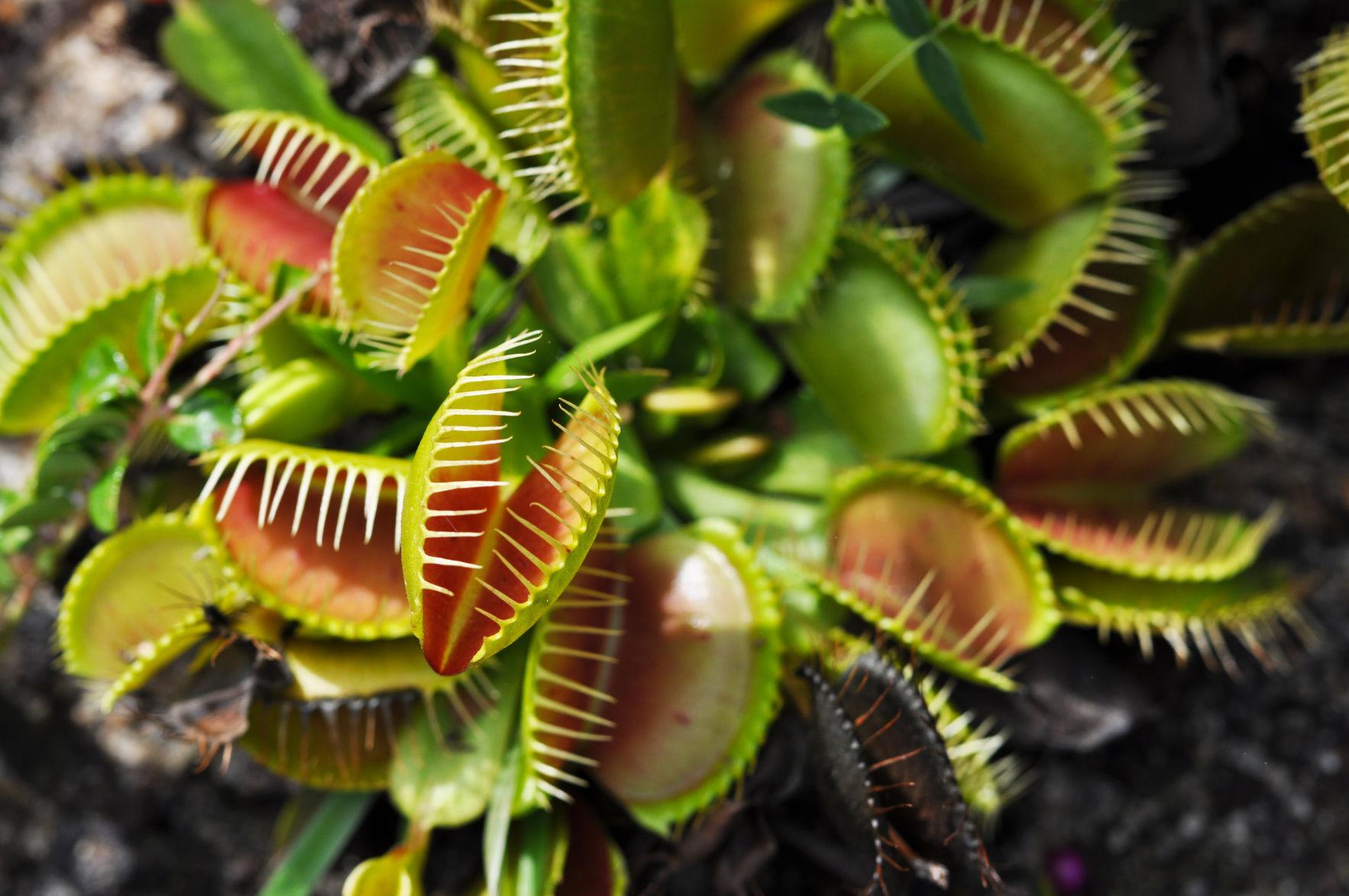 Conservationists look to bring new venus flytrap license plate to North ...