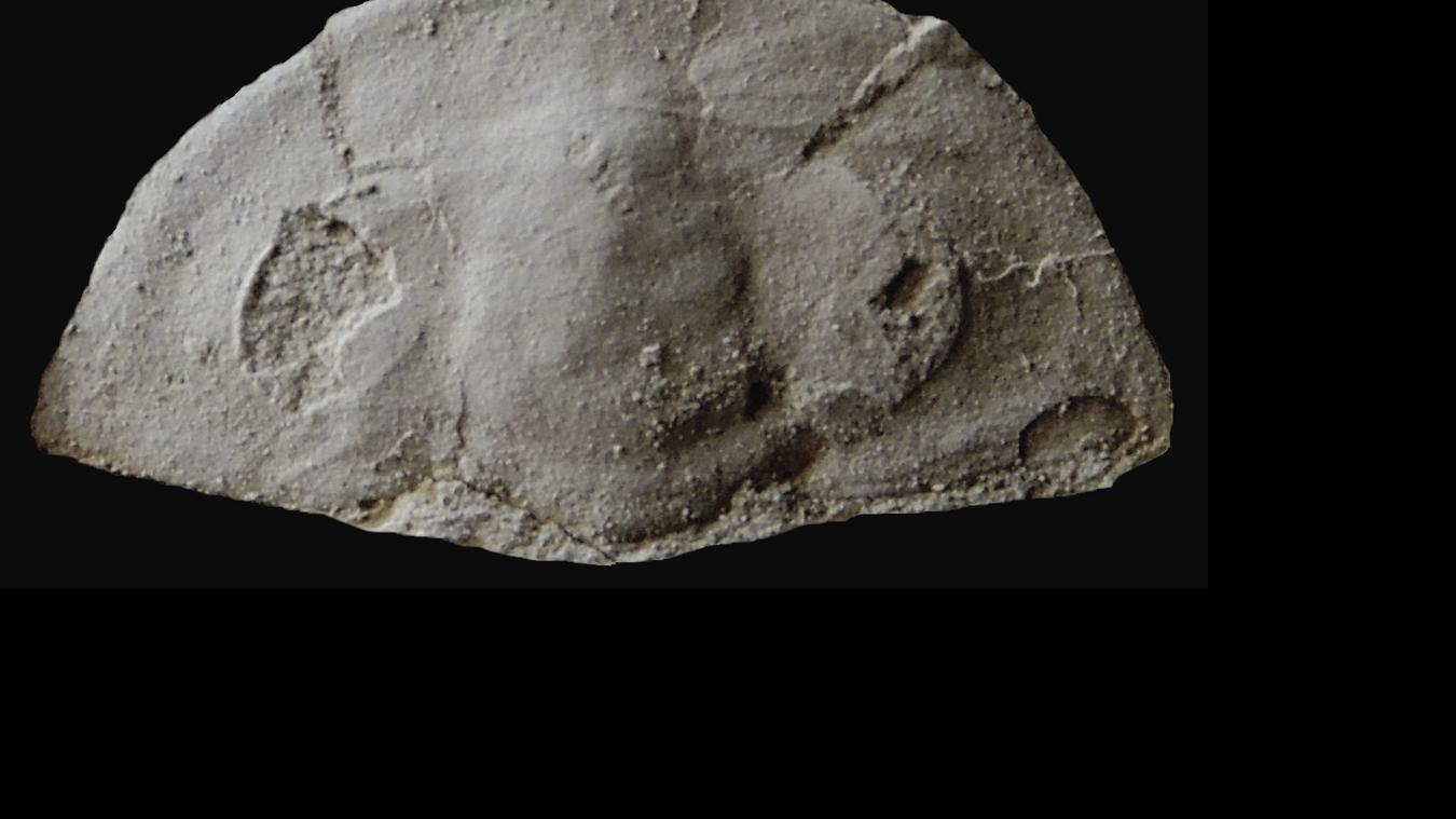 Geologist discovers oldest trilobite fossil in Appalachia | Mountain ...