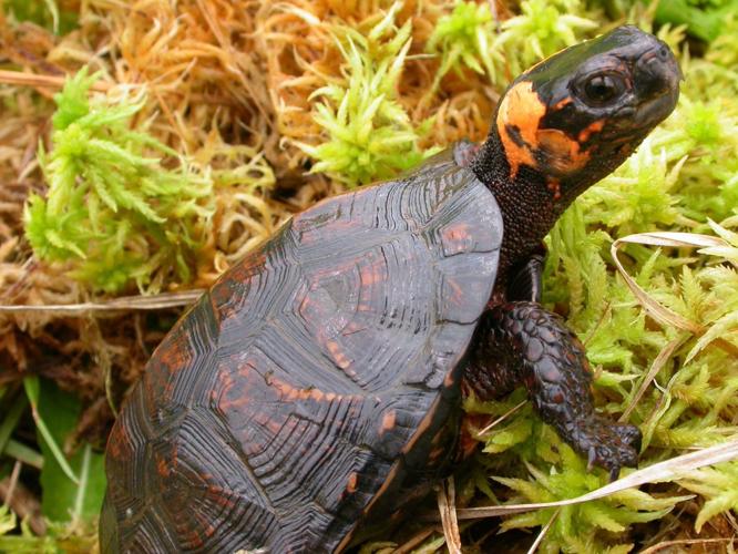 Center for Biological Diversity petitions to add nation’s smallest ...