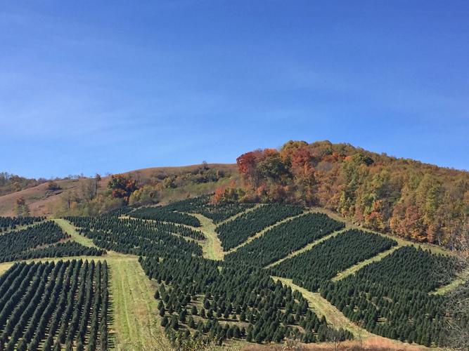 Sexton Christmas Tree Farm has roots in the High Country | Hcnc ...