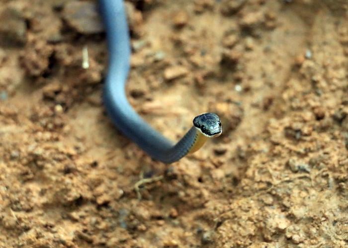 Warm winter, spring brings more snakes to the area | Mountain Times ...