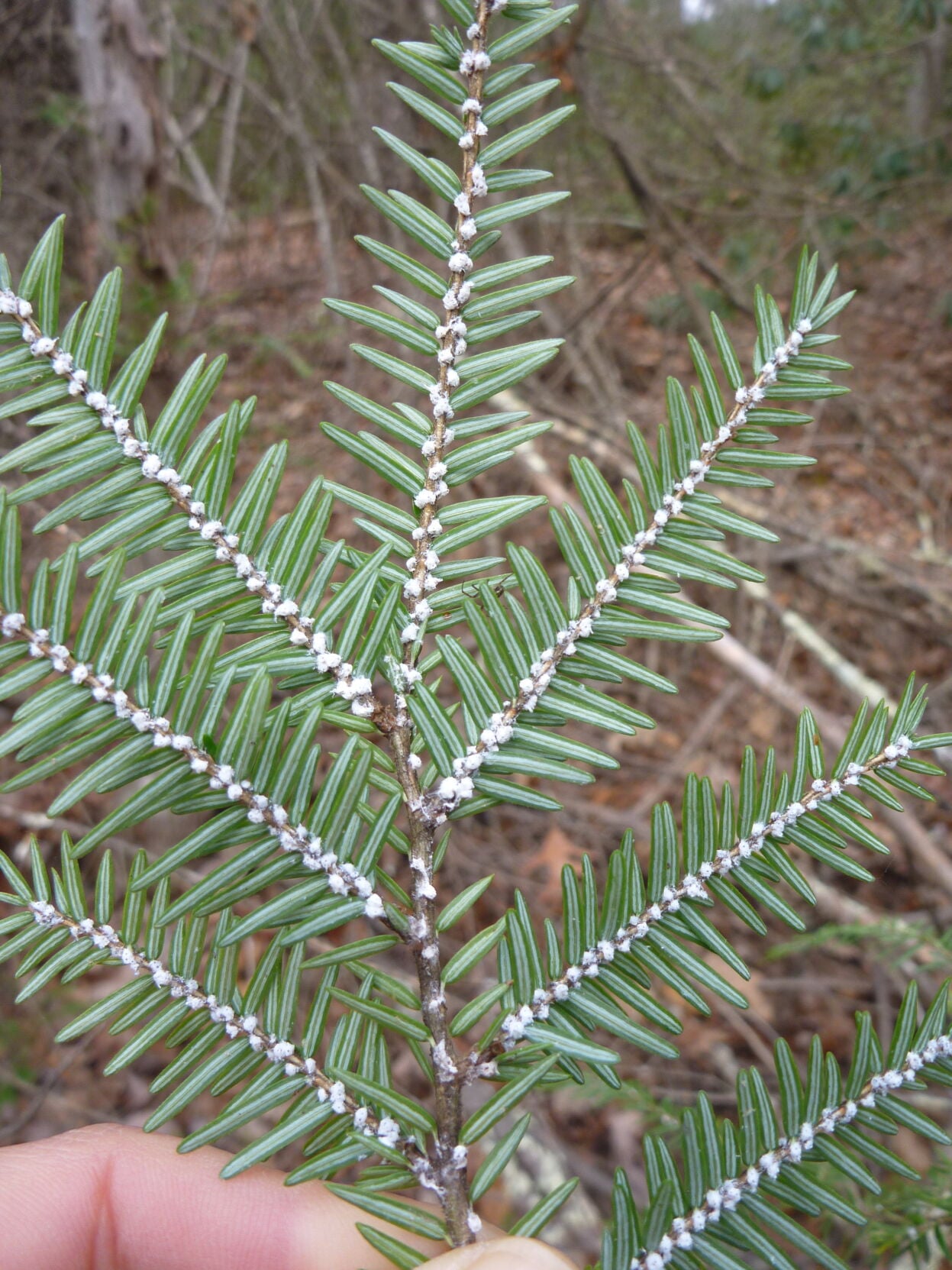 Hemlock Restoration Initiative hosting upcoming hemlock chemical ...