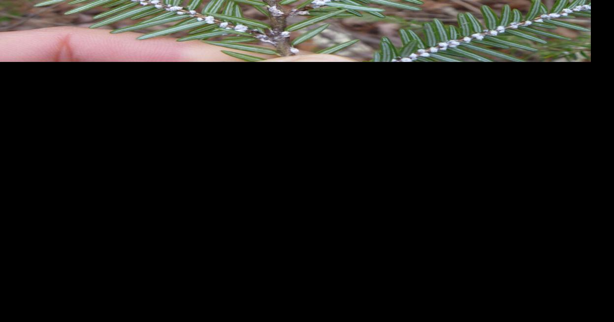 Hemlock Restoration Initiative hosting upcoming hemlock chemical ...