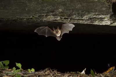 NCWRC accepting public comments on plan for endangered species found in ...