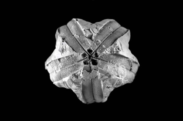 Students, geology professor research ancient marine animal | Mountain ...