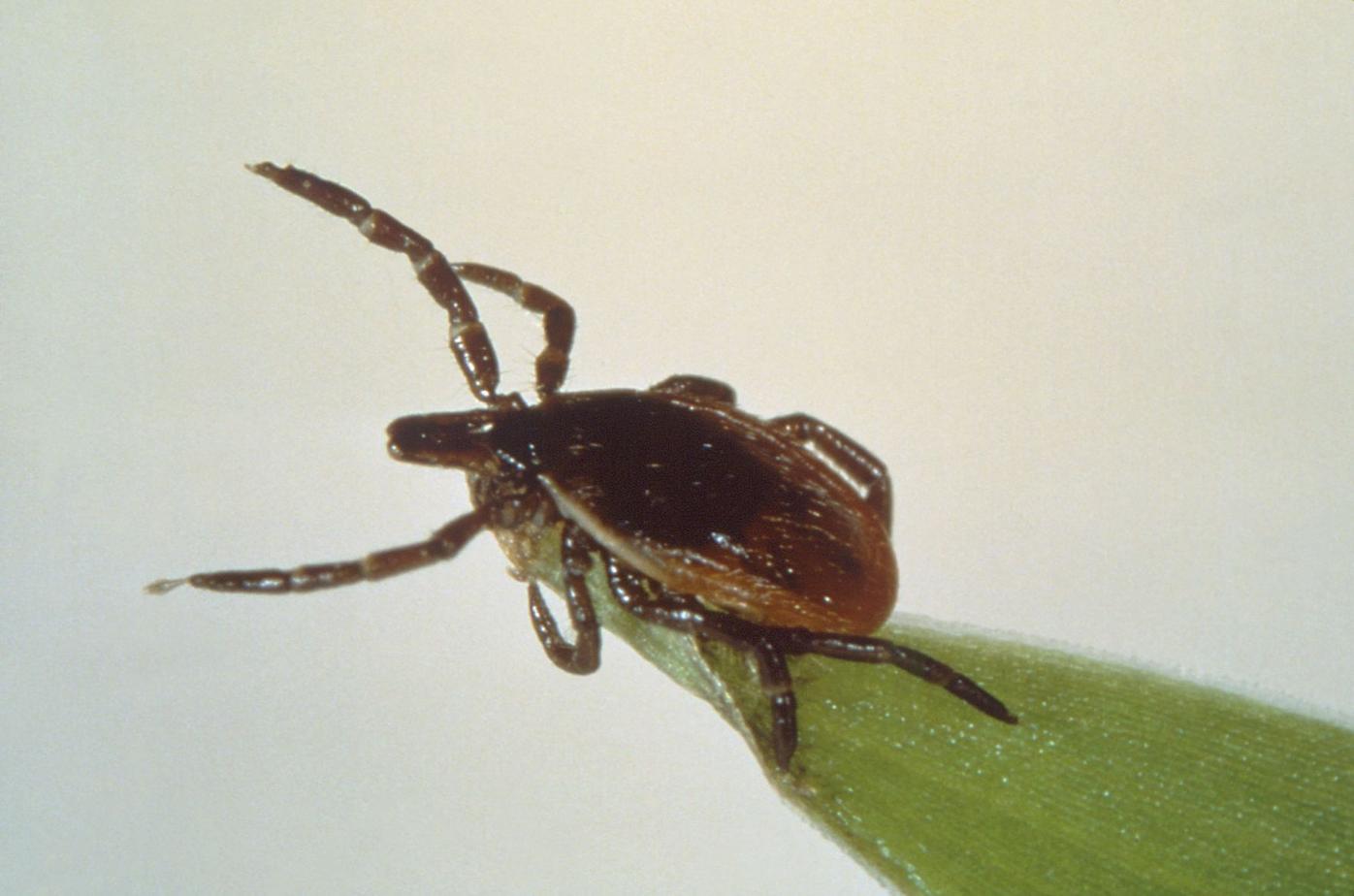 Ticks continue creeping southward in North Carolina | News ...