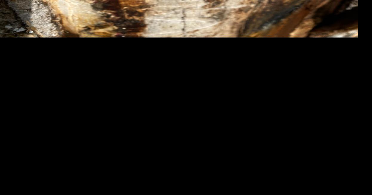 Column: Be on the lookout for bad bugs in the High Country | Local News ...