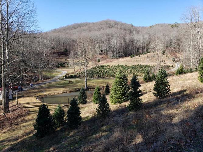 Finding live Christmas trees in the High Country | Columns ...