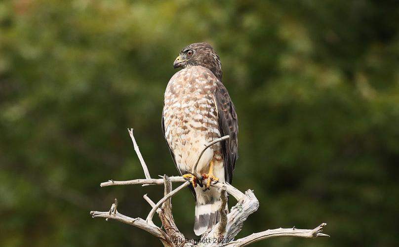 Grandfather Mountain's annual Hawk Watch documents more than 3,000 ...