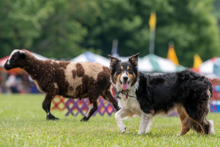 Legendary Highland Games return to Grandfather Mountain’s MacRae ...