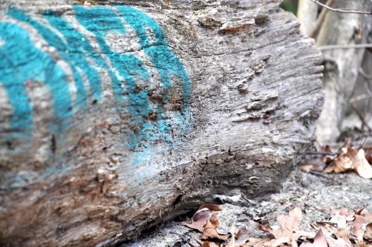 Daniel Boone Park vandalized, tagged with graffiti | News ...