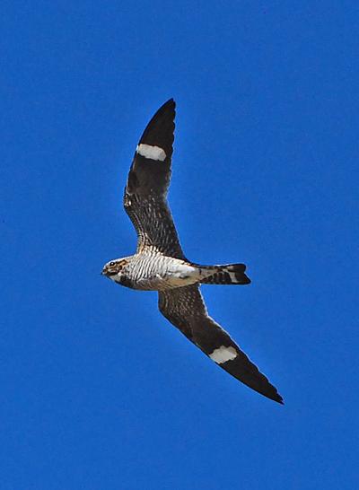 Dear Naturalist: The nighthawks of the autumn sky | Community ...