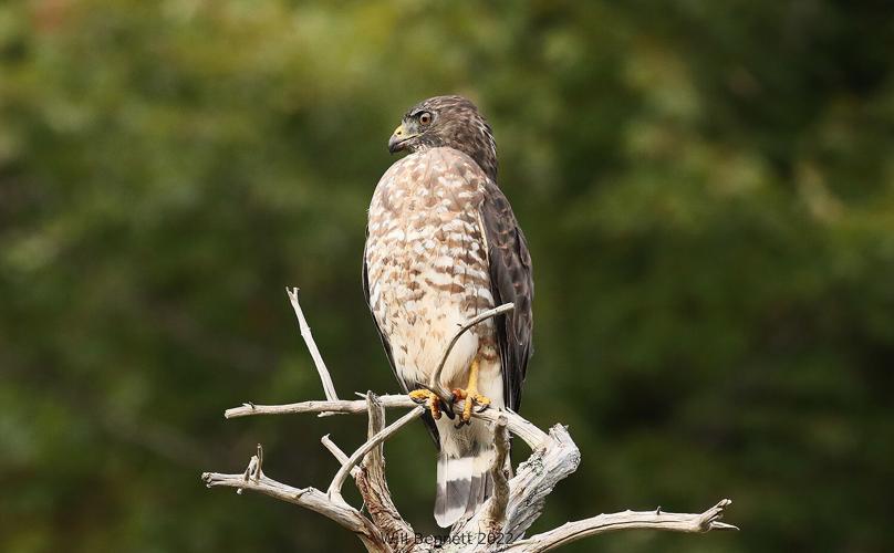 Results are in from Grandfather Mountain’s annual Hawk Watch | Mountain ...