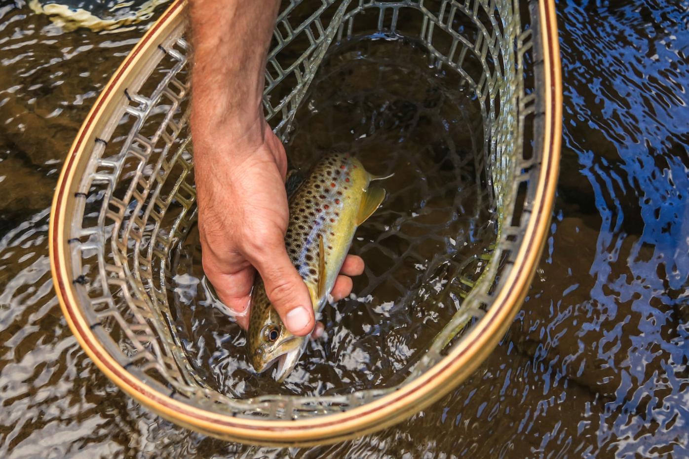 Toe Talk: Talking trout | Community | wataugademocrat.com