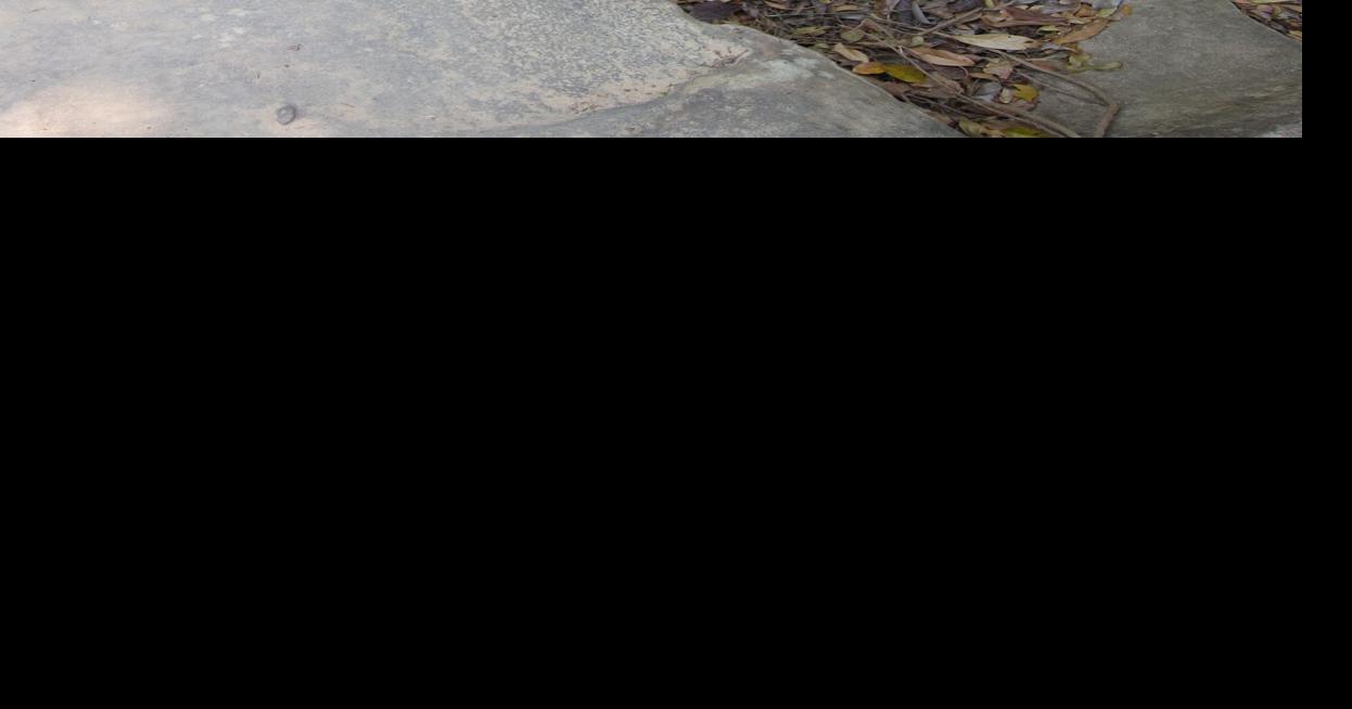 Dear Naturalist: The Positive Pit | Columns | wataugademocrat.com