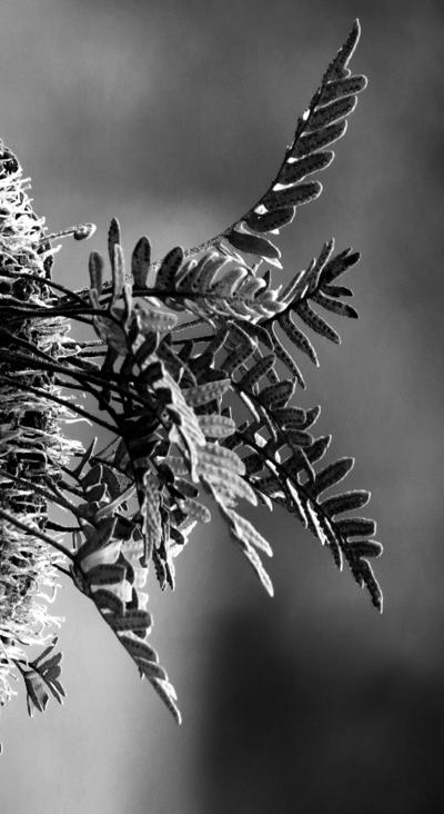 Dear Naturalist: The hardy resurrection fern can survive with little ...