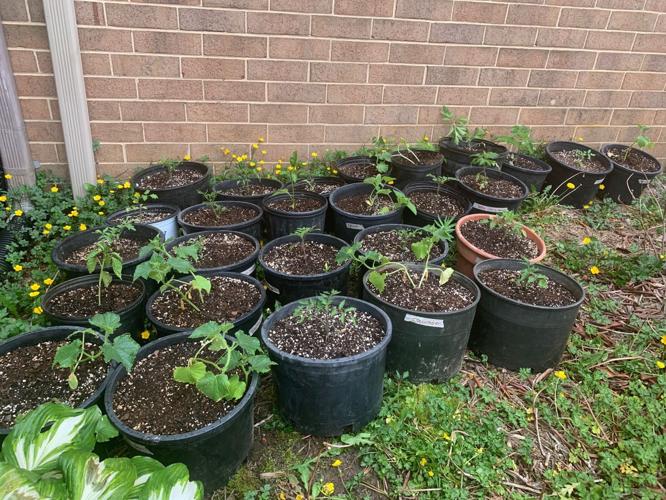 Plant a Row program increases access to fresh produce | Mountain Times ...