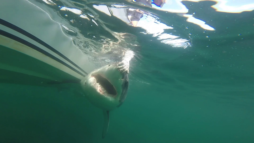 1,000-pound shark spotted super close to Alabama shoreline | National ...