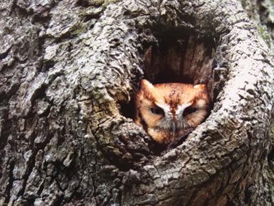 Bruce Cole photography at ArtWalk | Art | wataugademocrat.com