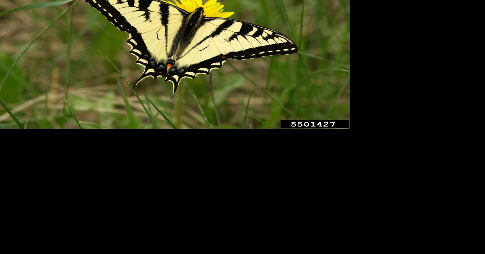 Column: With spring comes the bugs — which is good! | Columns ...