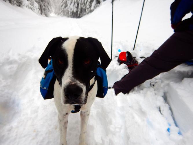 Dear Naturalist: Life in the subnivean layer | Mountain Times ...