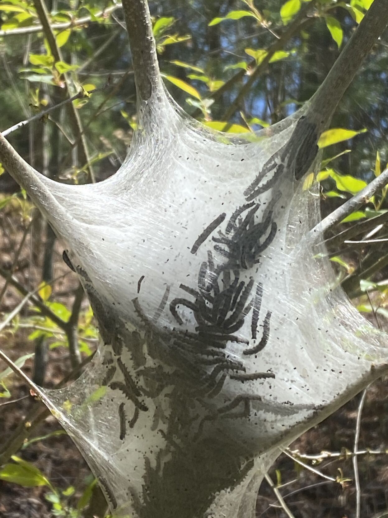 Column: A tree house bug — the eastern tent caterpillar | Columns ...