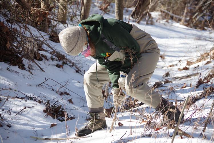 MountainTrue hosts live staking event in goal to plant 15,000 trees ...