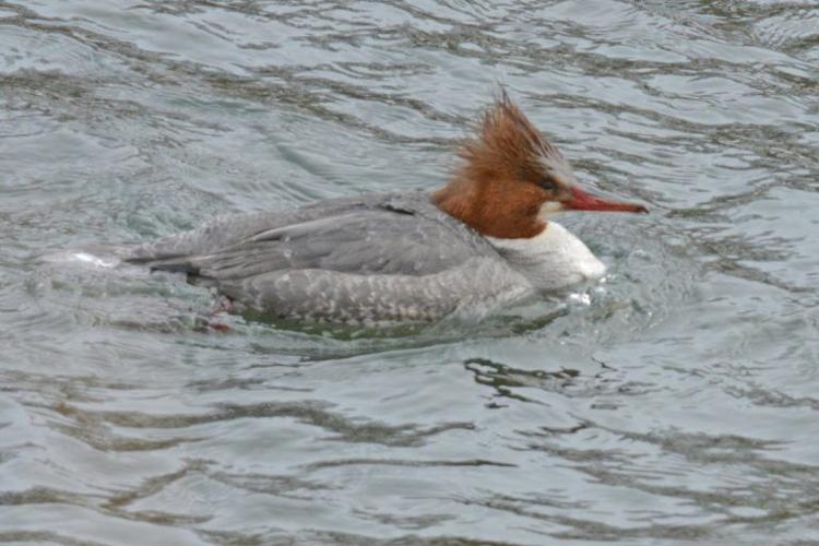 hen common merganser