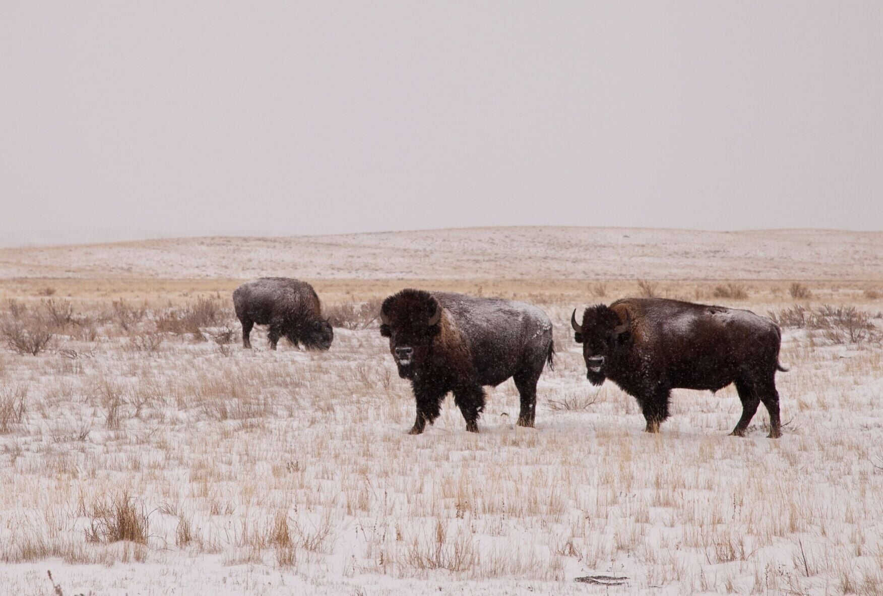 Missoula group appeals BLM move on northeastern Montana bison ...