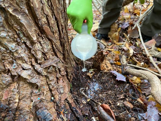 Hemlock Restoration Initiative treats trees at Grandfather Mountain ...