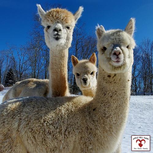 Christmas at Apple Hill Farms begins | Mountain Times | wataugademocrat.com