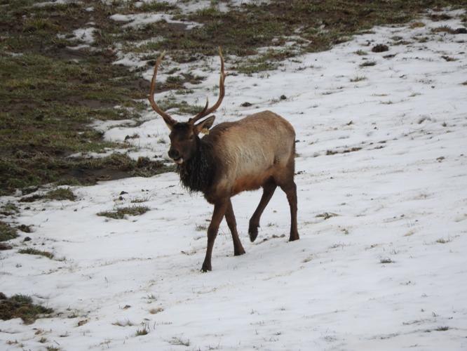 Sweetwater Ranch welcomes two female elk to the herd | News ...