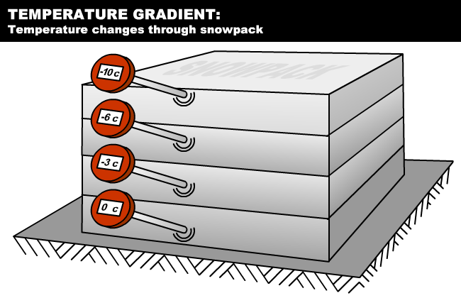 Dear Naturalist: Life in the subnivean layer | Mountain Times ...